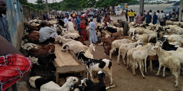 Sallah: Ram costs jump to N750,000, sellers lament poor sales in ...
